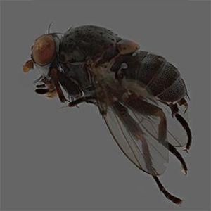 The Biodiversity of Singapore- Odiniidae sp. ZRC_BDP0128141