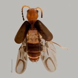 The Biodiversity of Singapore- Melyridae sp. ZRCBDP0060089