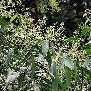 The Biodiversity of Singapore- Cinnamomum iners