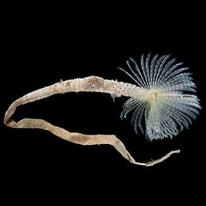 The Biodiversity of Singapore- Branchiomma sp. SEA-8764
