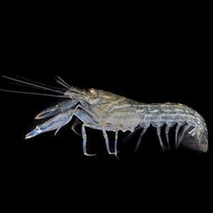 The Biodiversity of Singapore- Alpheus rapacida