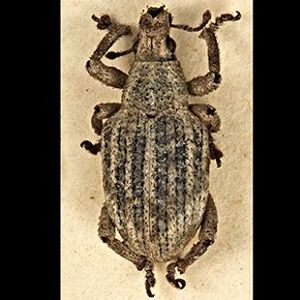 The Biodiversity of Singapore- Dermatodes costatus