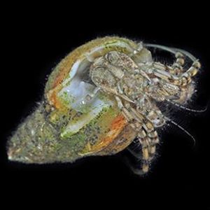 The Biodiversity of Singapore- Diogenidae sp.