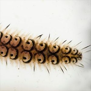 The Biodiversity of Singapore- Halosydna? sp.