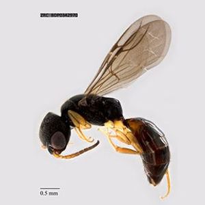 The Biodiversity of Singapore- Bethylidae sp. ZRC_BDP0342970