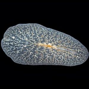 The Biodiversity of Singapore- Planoceridae sp. 1