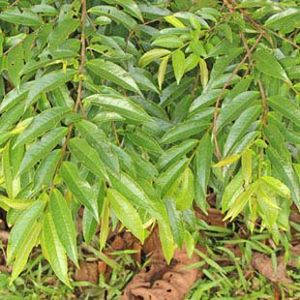 The Biodiversity of Singapore- Eurya acuminata