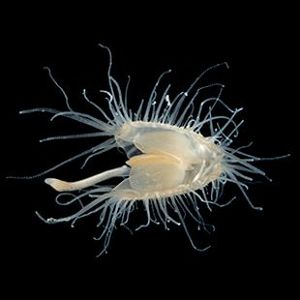 The Biodiversity of Singapore- Limidae sp. 4