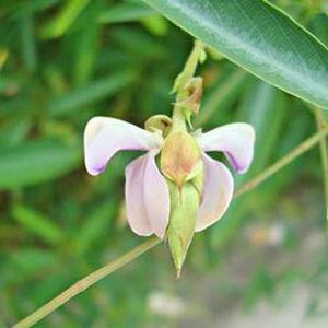 The Biodiversity of Singapore- Codariocalyx motorius