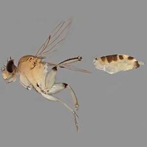 The Biodiversity of Singapore- Megaselia sp. ZRC_BDP0033126