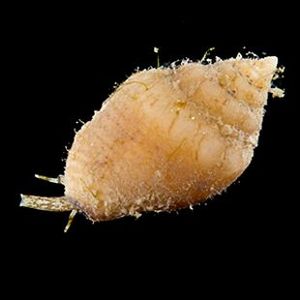 The Biodiversity of Singapore- Columbellidae sp. 7