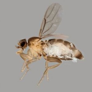 The Biodiversity of Singapore- Metopina sp. ZRC_BDP0140607