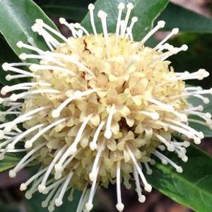 The Biodiversity of Singapore- Neonauclea pallida