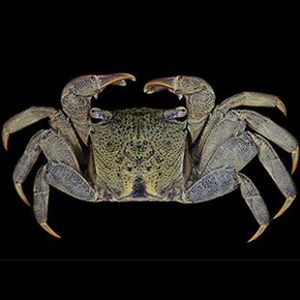 The Biodiversity of Singapore- Episesarma mederi