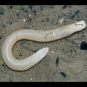 The Biodiversity of Singapore- Peanut worm sp. 28