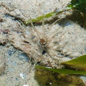 The Biodiversity of Singapore- Ceriantharia sp.