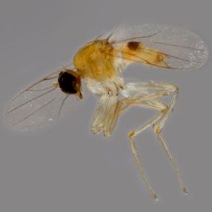 The Biodiversity of Singapore- Hybotidae sp. ZRC_BDP0286910