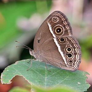 The Biodiversity of Singapore- Mycalesis mineus macromalayana