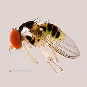 The Biodiversity of Singapore- Acletoxenus cf. indicus