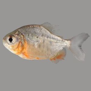 The Biodiversity of Singapore- Piaractus brachypomus