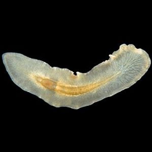 The Biodiversity of Singapore- Acotylea sp. 4