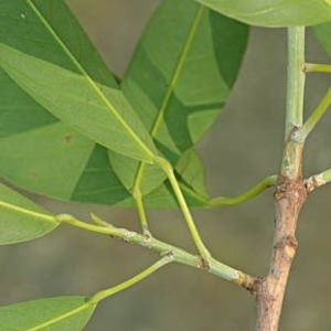 The Biodiversity of Singapore- Bhesa robusta