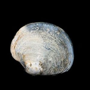 The Biodiversity of Singapore- Dosinia sp.