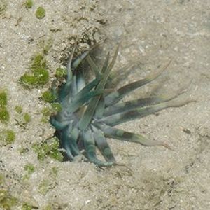 The Biodiversity of Singapore- Edwardsiidae sp.