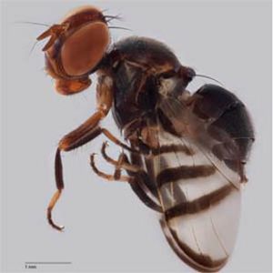 The Biodiversity of Singapore- Rivellia sp. ZRCBDP0051415