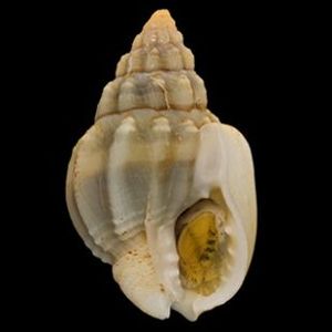 The Biodiversity of Singapore- Nassarius jacksonianus