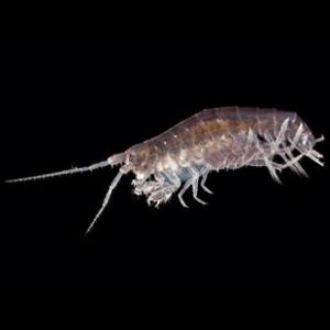 The Biodiversity of Singapore- Amphipoda sp. 28