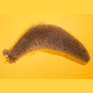 The Biodiversity of Singapore- Actinopyga sp. INT-1284