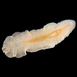 The Biodiversity of Singapore- Acotylea sp. 11