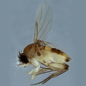 The Biodiversity of Singapore- Phoridae sp. ZRC_BDP0000102