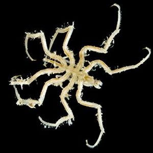 The Biodiversity of Singapore- Pycnogonida sp. 13