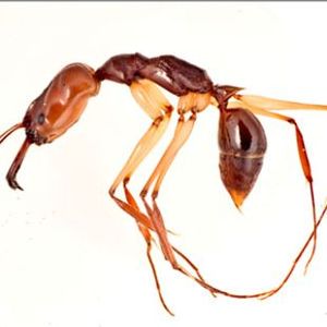 The Biodiversity of Singapore- Odontomachus rixosus