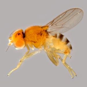 The Biodiversity of Singapore- Chloropidae sp. ZRC_BDP0293204