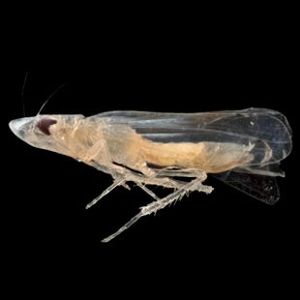 The Biodiversity of Singapore- Hemiptera sp. ZRC_BDP0143206