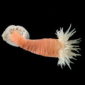 The Biodiversity of Singapore- Actiniidae sp. INT-1103