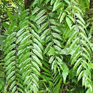 The Biodiversity of Singapore- Stenochlaena palustris