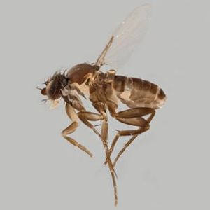 The Biodiversity of Singapore- Megaselia sp. ZRC_BDP0140633