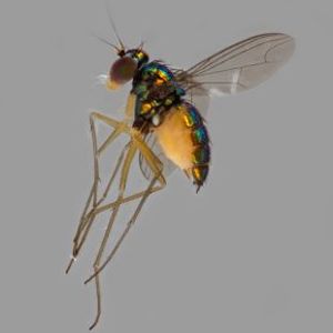 The Biodiversity of Singapore- Dolichopodidae sp. ZRC_BDP0082577