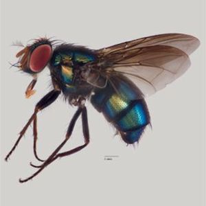 The Biodiversity of Singapore- Calliphoridae sp. ZRC_BDP0063446