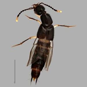 The Biodiversity of Singapore- Hesperus sp. ZRCBDP0060020