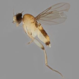 The Biodiversity of Singapore- Phoridae sp. ZRC_BDP0000062