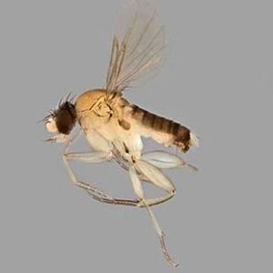 The Biodiversity of Singapore- Phoridae sp. ZRC_BDP0032971/ZRC_BDP0033283