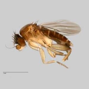 The Biodiversity of Singapore- Megaselia sp. ZRC_BDP0032841