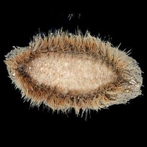 The Biodiversity of Singapore- Aphroditidae sp. 2