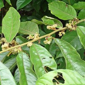 The Biodiversity of Singapore- Litsea umbellata