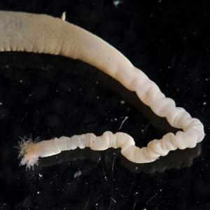 The Biodiversity of Singapore- Antillesoma antillarum